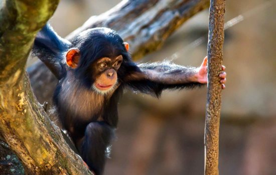 Animal Behavior – Association for Psychological Science – APS