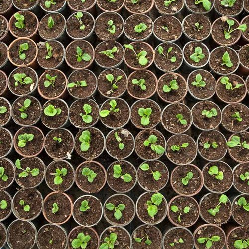 How Marginal Are ‘Marginally Significant’ p-Values? – Association for Psychological Science – APS